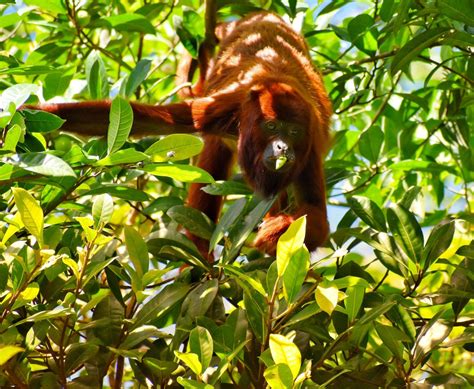 Tailormade Holidays In Trinidad And Tobago Naturetrek