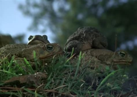 Monsters And Matinees Nature Strikes Back In Eco Horror Films