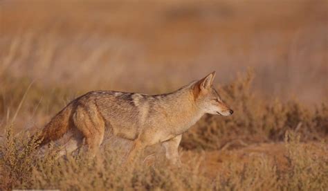 10 Types Of Jackal Pictures And Identification