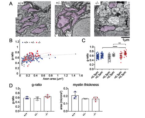 16 Quantification Of Non Mauthner Myelin Sheath Thickness A Example