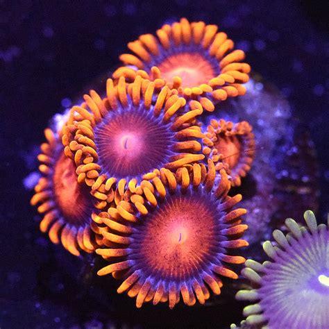 Coral Tony Reef 520 Prices Dropped Predator Zoas Torches
