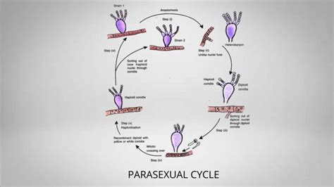 Epidermophyton Floccosum Biology Notes Online