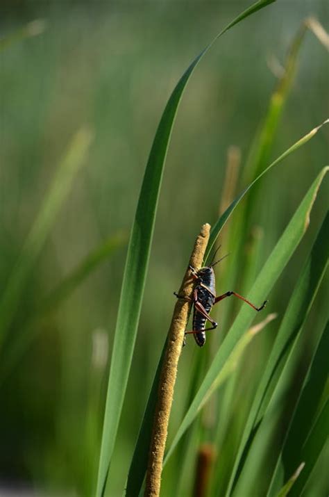 Differential Grasshopper Photos Download Free Differential Grasshopper