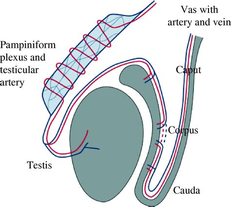 Pampiniform Plexus