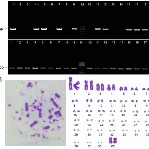 Identification Of Male And Female Primordial Germ Cells Pgcs A Download Scientific Diagram