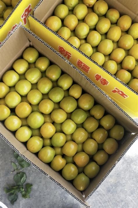 托克逊杏第3页大山谷图库