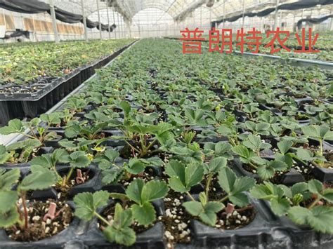 组培网 植物组织培养行业门户网站组培室设计组培设备组培技术组培苗led组培灯培养架灌装机接种设备