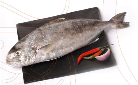 Hamam حمام Freshsamak