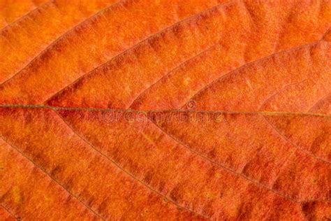 Red Leaf On The Grass Stock Image Image Of Fabulous 103993983