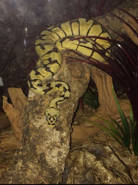 Ball Pythons Weight