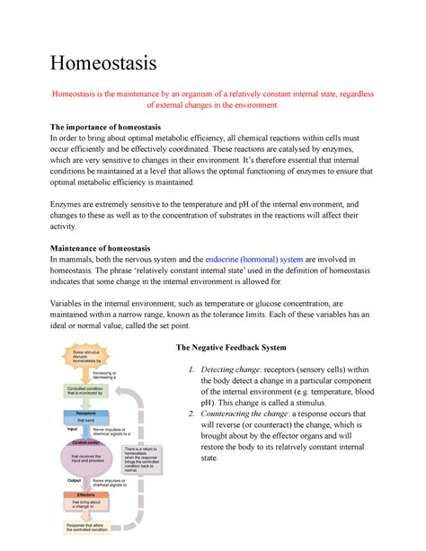 Homeostasis Homeostasis Homeostasis Is The Maintenance By An Organism