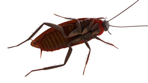 Cockroach Rigged 3d Model Superhive Formerly Blender Market
