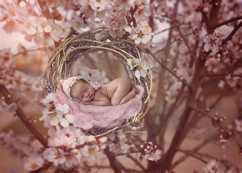 Pink Blossom Swing Newborn Digital Backdrop Newborn Digital Backdrop