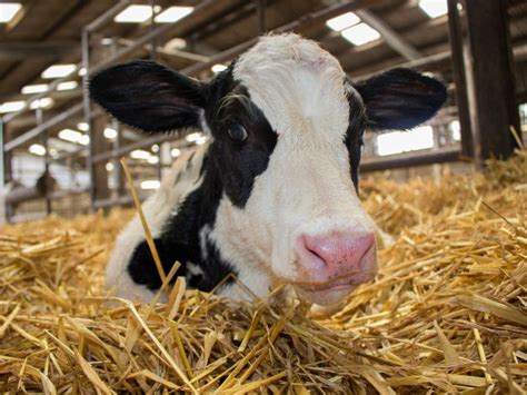 Whats The Difference Between Straw And Hay
