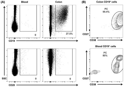 Efficient Long Term Depletion Of Cd20 B Cells By Rituximab Does Not
