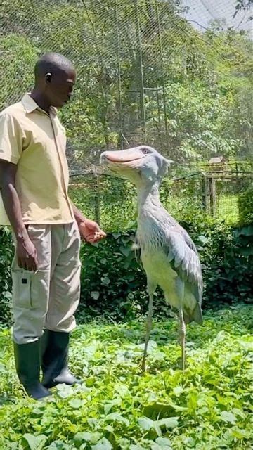 Shoebill Stork Funny Shoebill Stork Next To Human Shoebill Stork