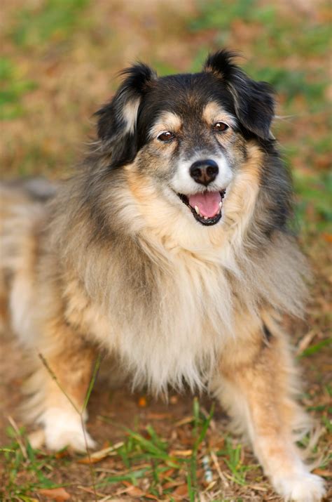 Border Collie Sheltie Mix