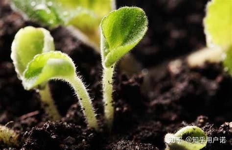 蒸汽发生器在土壤消毒灭菌中具有怎样的作用 知乎