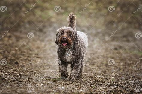 Brown Cockapoo In The Windsor Forest Walkoing Towards The Camera On A
