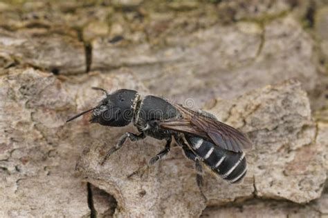 Closeup On The Female Of The Black And White Elongated Looking Osmia