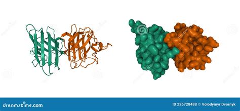Structure Of Human Cu Zn Superoxide Dismutase Stock Illustration