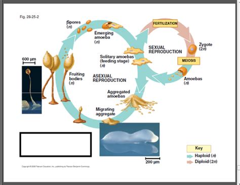 Protists Flashcards Quizlet