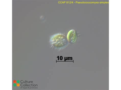 Pseudococcomyxa Simplex