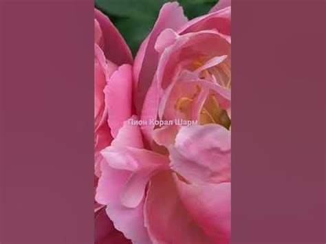 Пион Корал Шарм как прекрасная кувшинка🌸 🌸 🌸 - YouTube