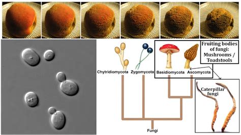 Fungi Chitin Yeasts Molds Mushrooms And Decomposition Youtube
