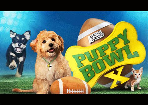 Oh Behave Are You Ready For Some Four Legged Football Tune Into