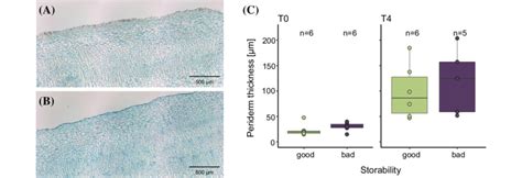 Periderm Thickness Cross Section Of An Individual 62210 From The