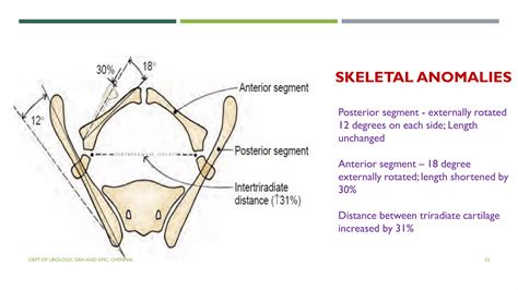 Pediatric Urologybladder Extrophy And Epispadias Complex Pdf
