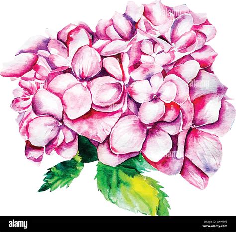 Watercolor Vector Hydrangea Flowers Vector Stock Vector Image And Art