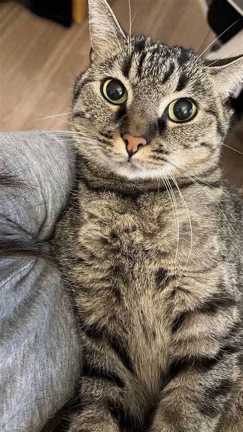 Base Model Sic Rstandardissuecat