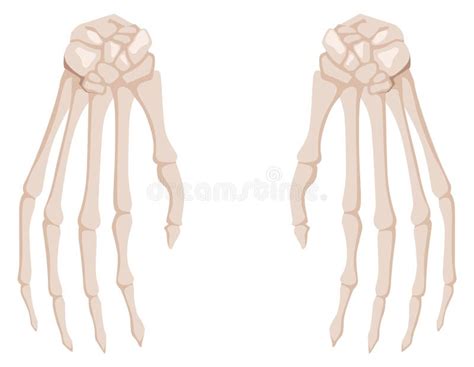 Palm Bones Skeleton Hands Stock Vector Illustration Of Gesturing 315716903