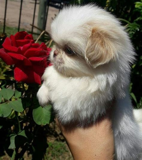 Meisha Female Pekingese For Sale Artofit