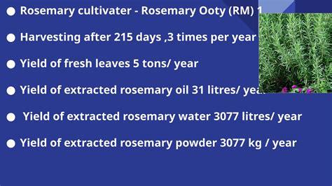 Rosemary Cultivation Business Development Pptx