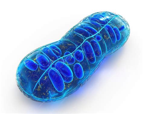 Blue Mitochondrium Illustration Artistic Depiction Of A Biology Cell