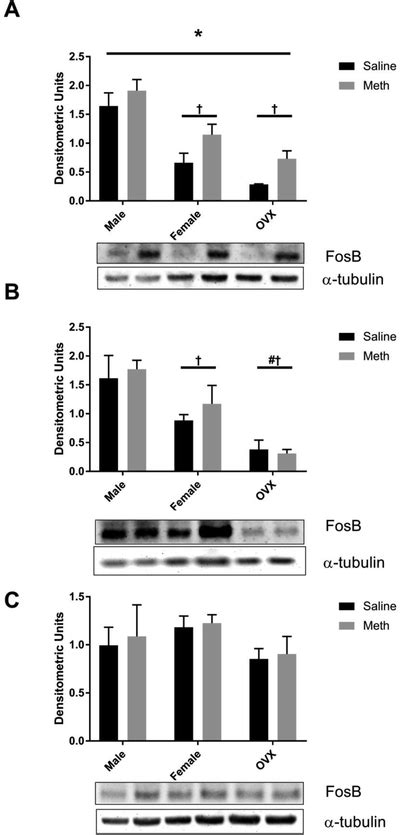 Sex Differences In Memory And Intracellular Signaling After