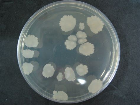 Bacillus Subtilis Agar