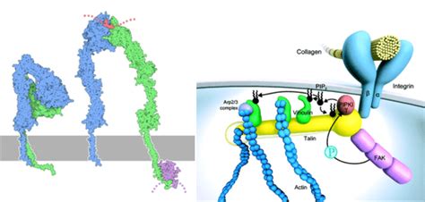 Custom Mempro™ Integrins Services Creative Biostructure