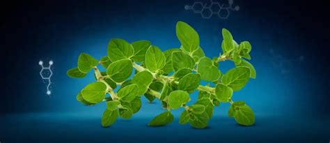 Fylax Organic Blend Reducing Mould Growth In Feed Selko