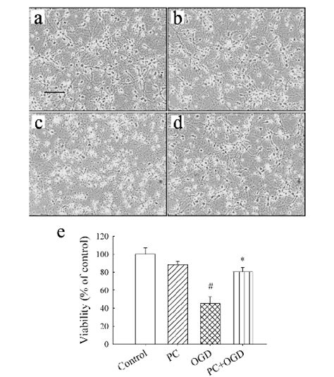 Morphological Photographs And Cell Viability Measurement Showing Download Scientific Diagram