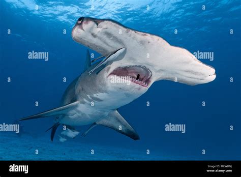 Hammerhead Shark Mouth