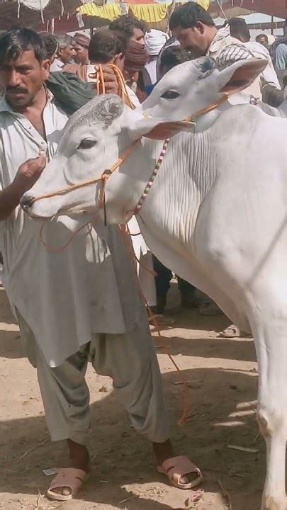 دیسی بائل اور قربانی کے لئے بہت خوبصورت Youtube