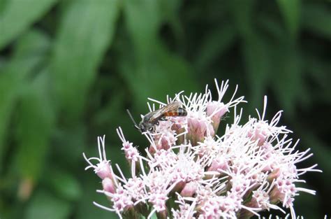 A Tiny Pollinator Bug Woman Adventures In London