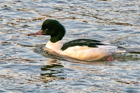 Pembrokeshire Birds Goosander At Lower Town