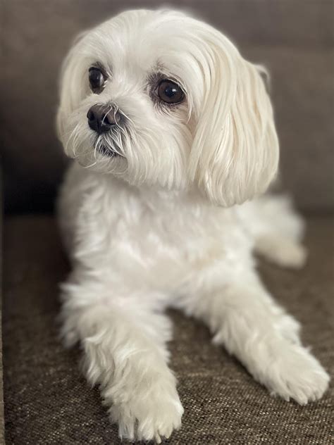 Miss Pixie Rmaltese