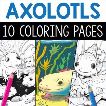 Axolotl Information And Coloring Pages Bundle Learn About Axolotls By