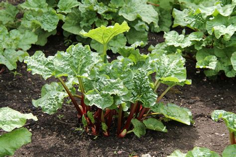 Rhabarberpflanze Im Beet Tipps Zum Düngen